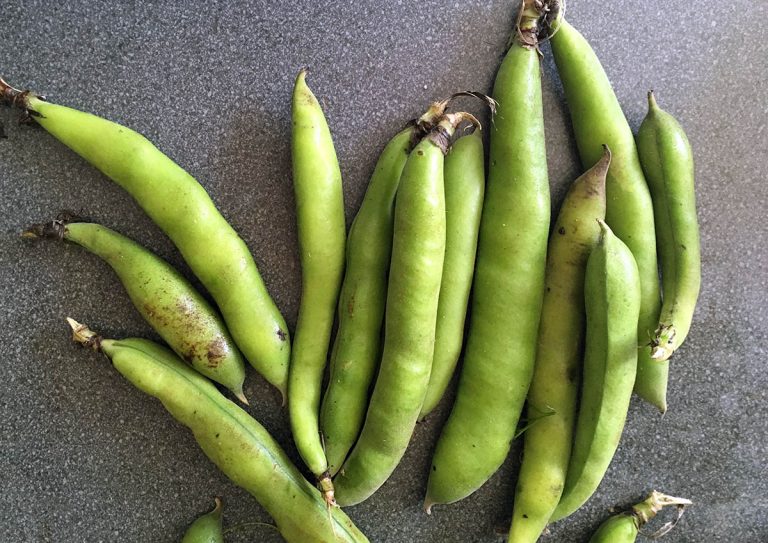 How to prepare and cook broad beans - Sneaky Veg